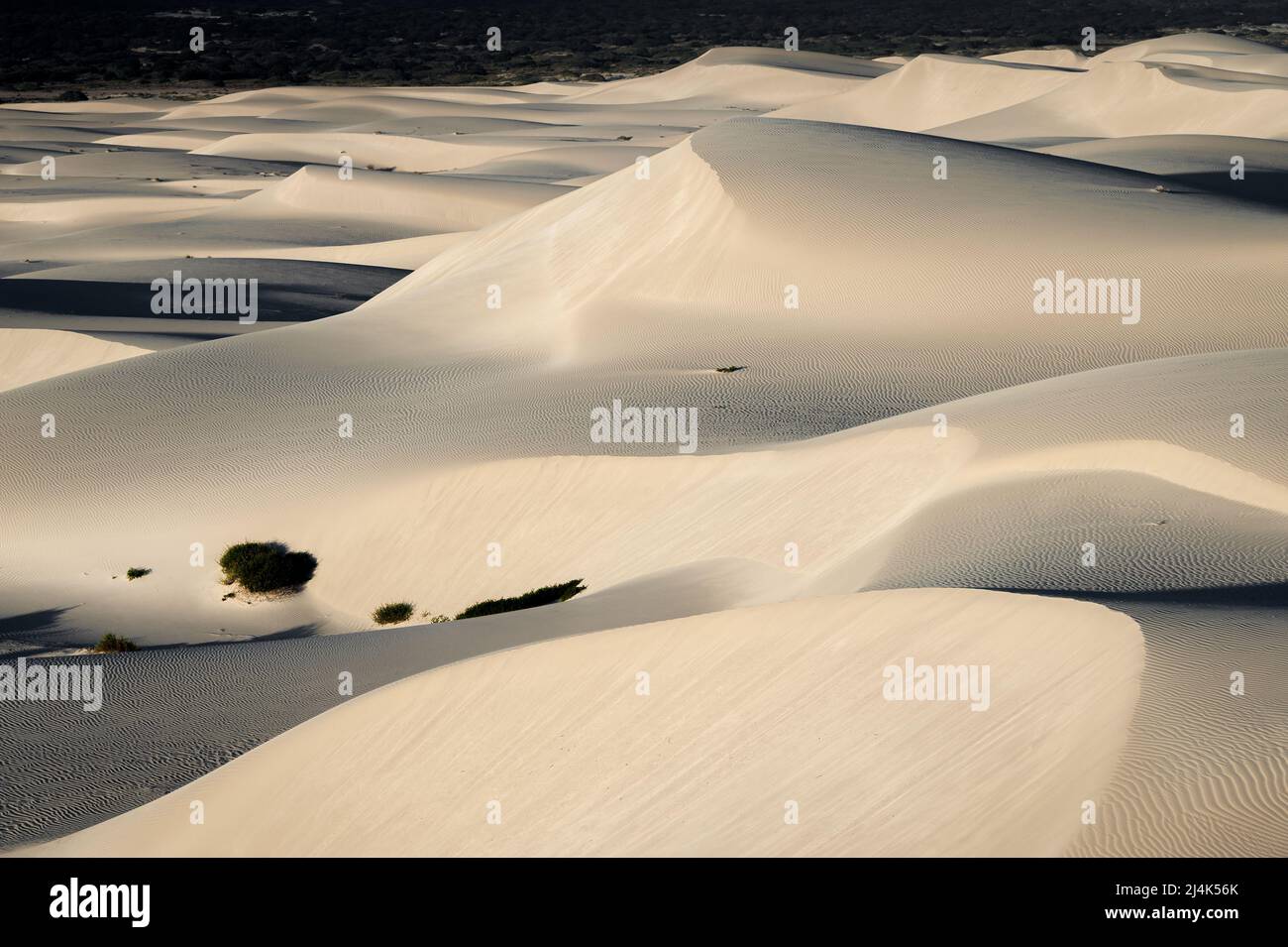 Sand dunes of Eucla are an ever changing artwork of nature Stock Photo ...