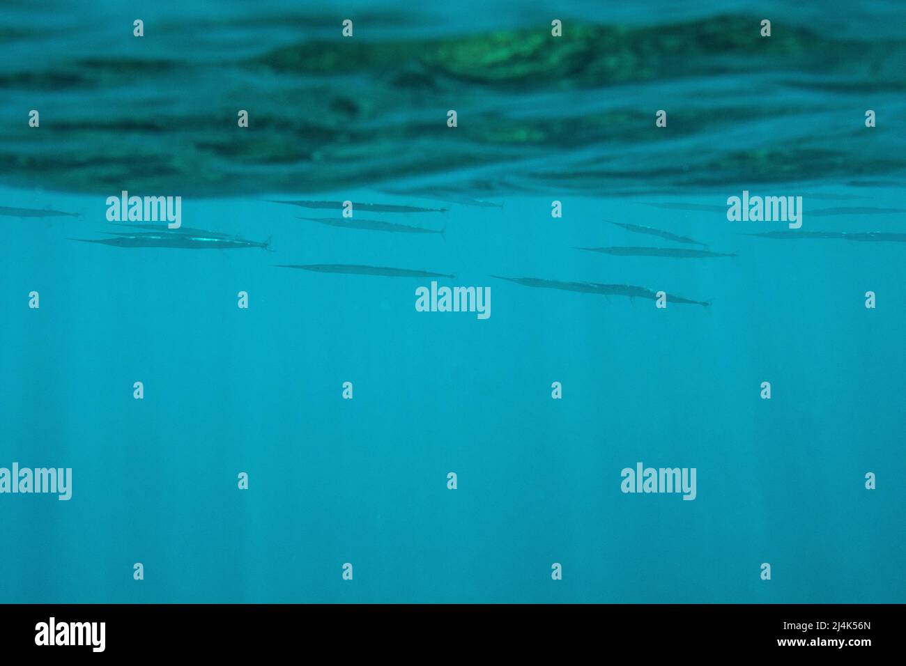 The garfish (Belone belone), also known as the garpike or sea needle ...