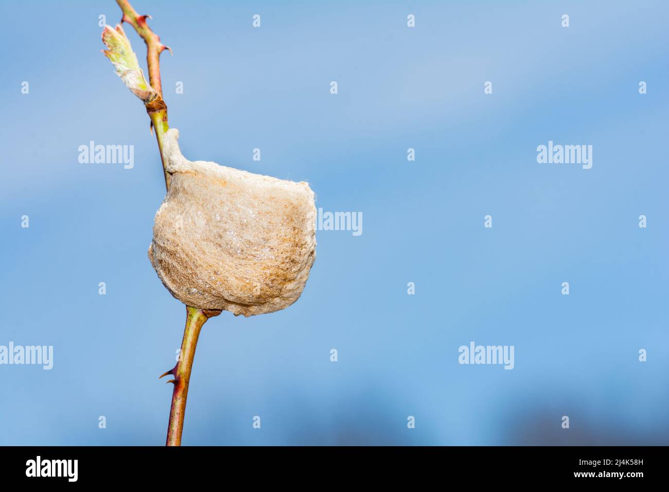 Praying Mantis Ootheca Stock Photo - Alamy