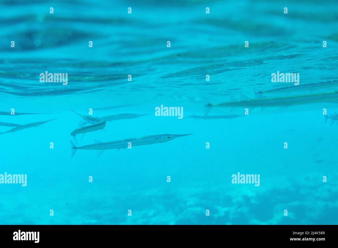 The garfish (Belone belone), also known as the garpike or sea needle ...