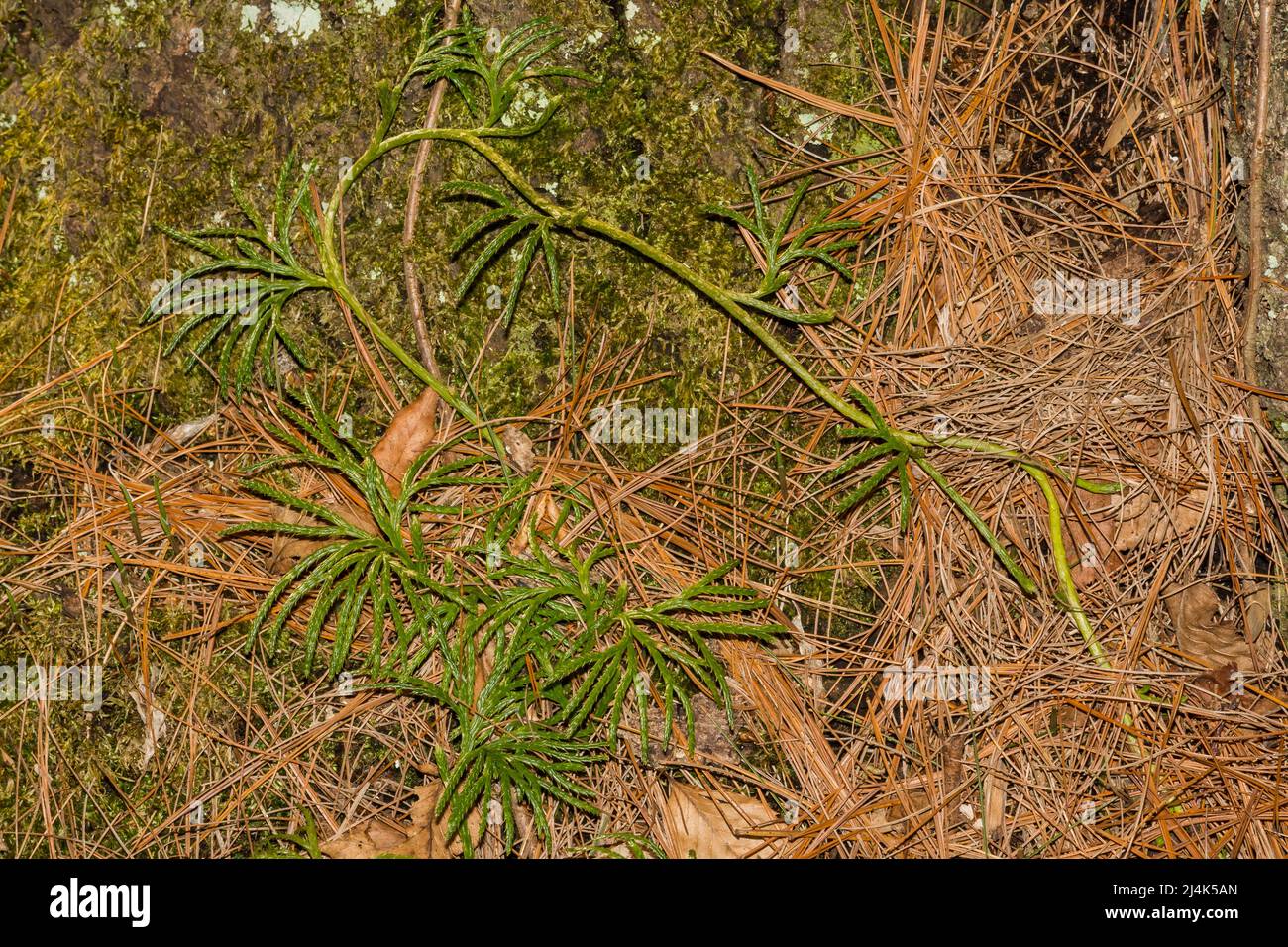 Fan Clubmoss - Diphasiastrum digitatum Stock Photo - Alamy