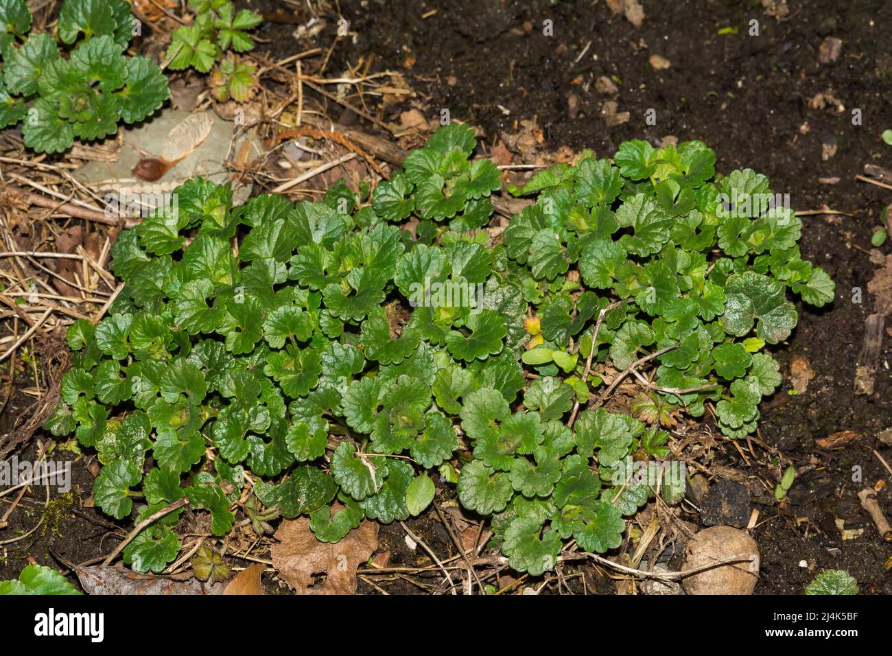 Ground Ivy - Glechoma hederacea Stock Photo - Alamy