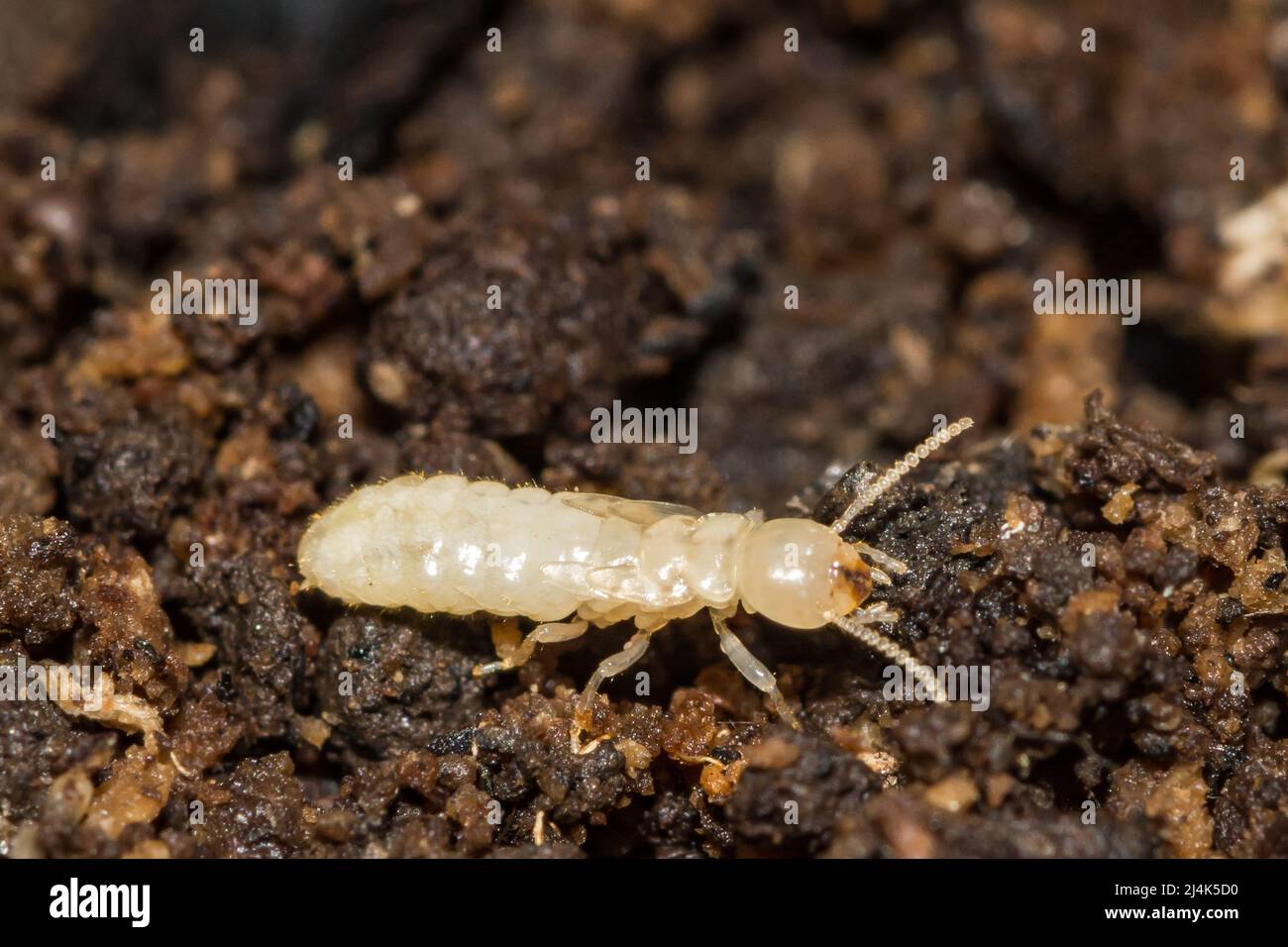 Eastern Subterranean Termite Nymp - Reticulitermes flavipes Stock Photo ...