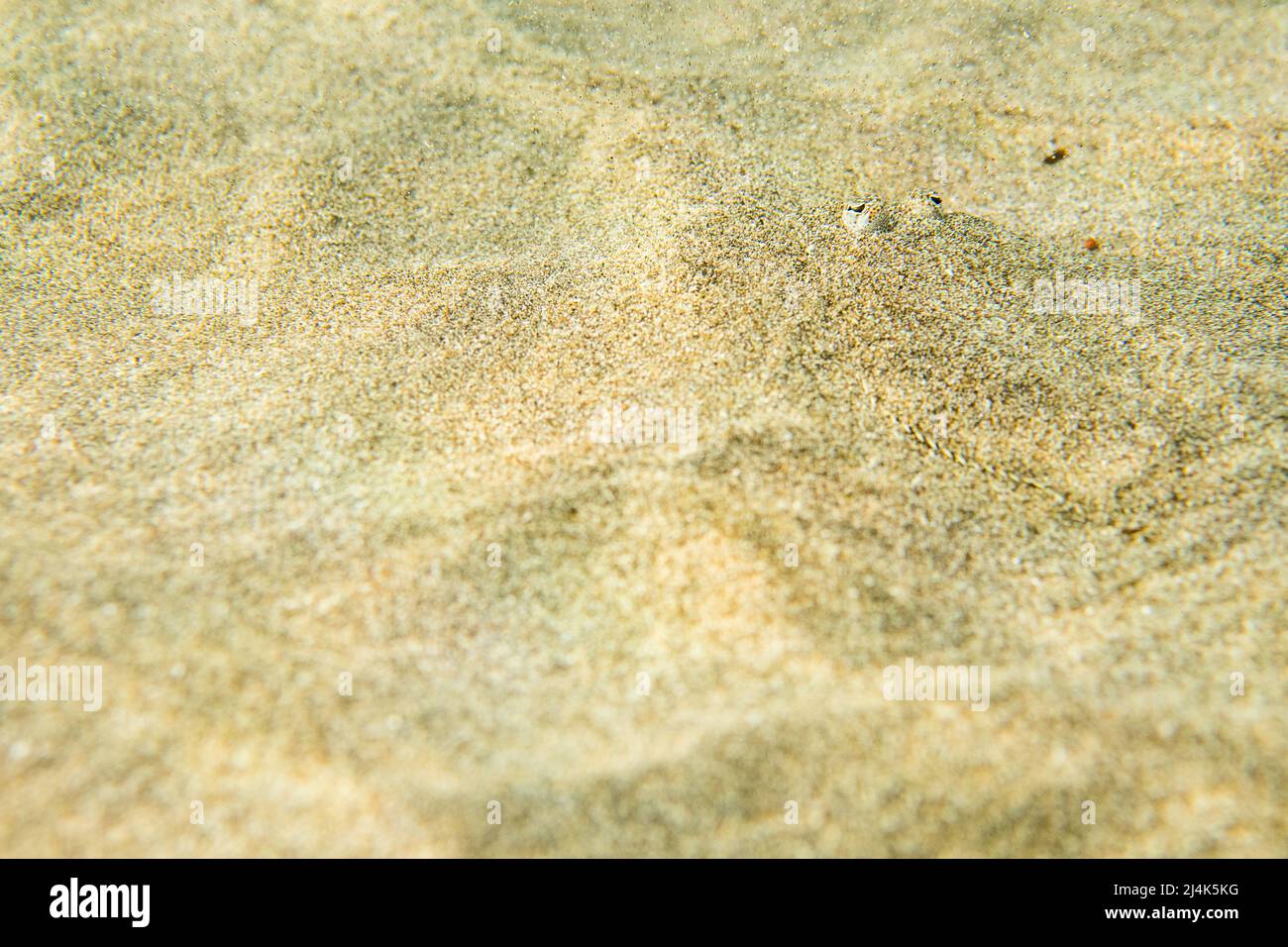 Bothus podas, also known as the wide-eyed flounder, hidden in the sand ...