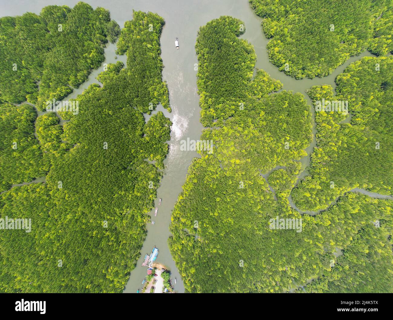 Aerial view top down of beautiful mangrove forest tree in the morning ...