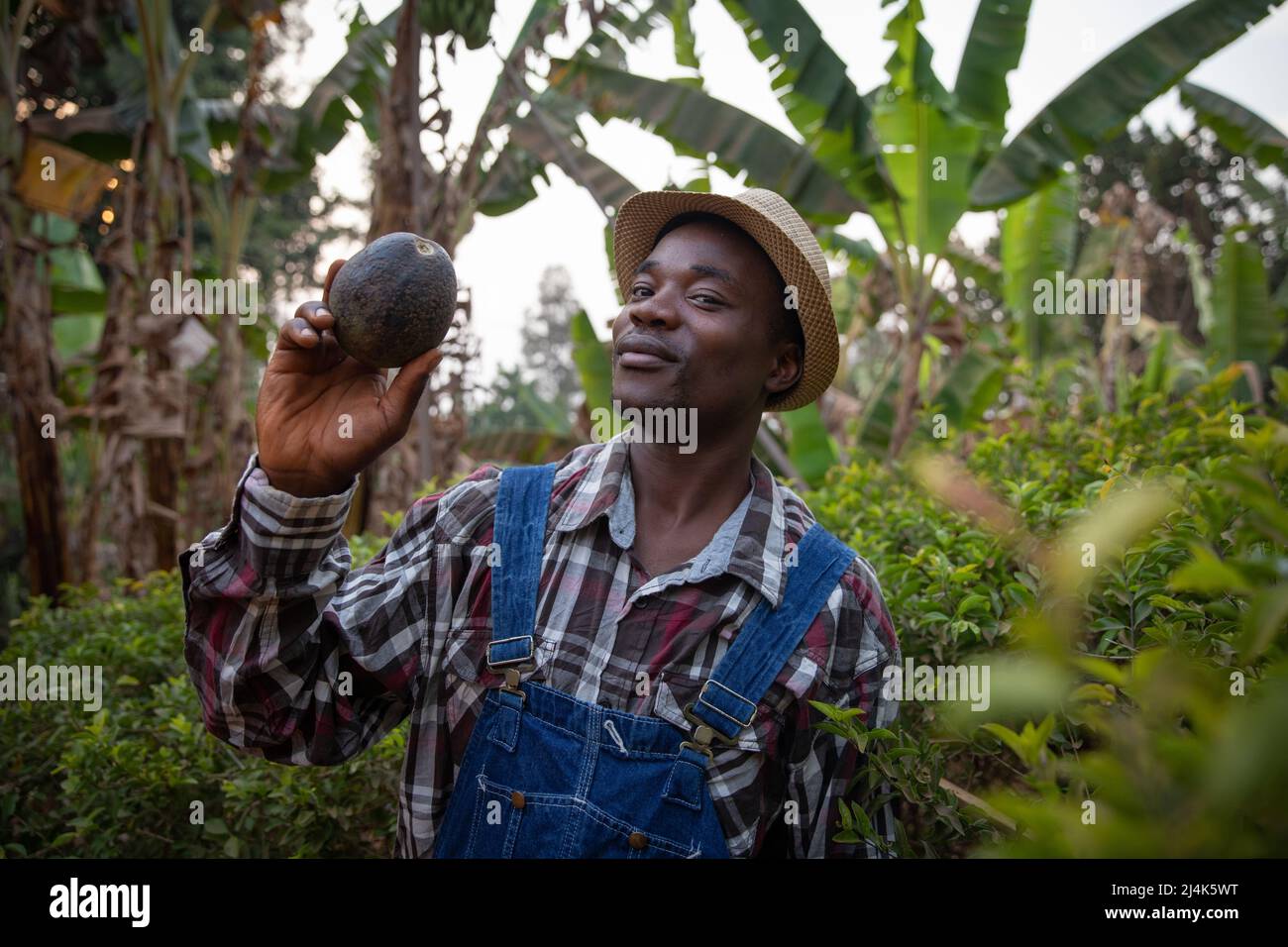 An avocado farmer in his plantation with an avocado in his hand ...