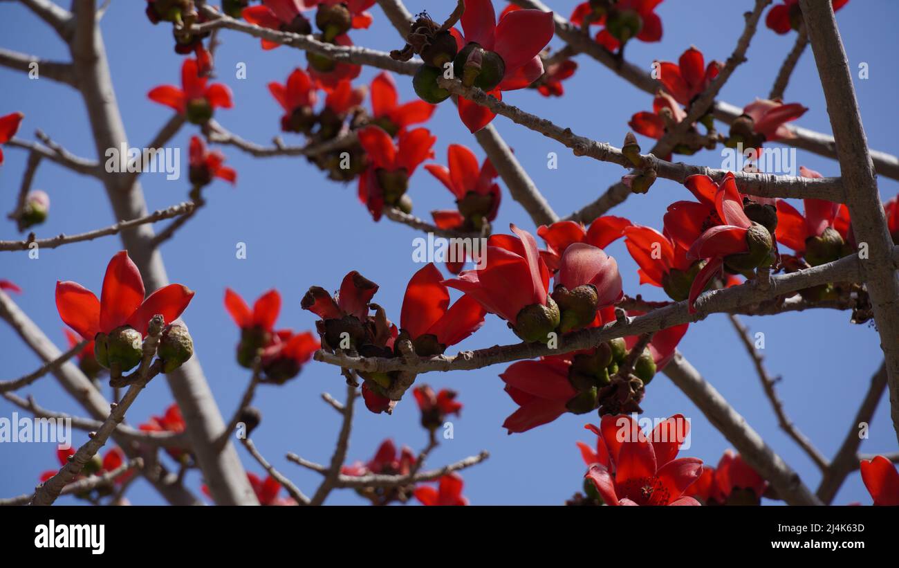 Blooms the Bombax Ceiba (Lat. - Bombax ceiba) or Cotton Tree. Flower of ...