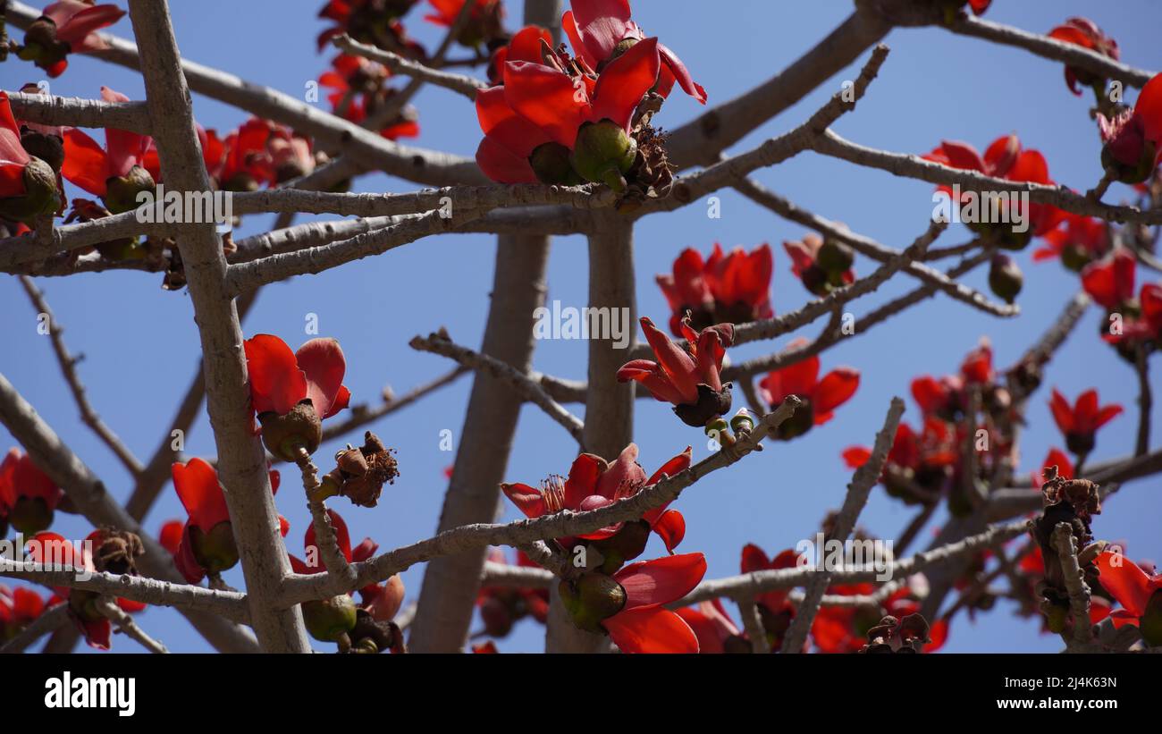 Blooms the Bombax Ceiba (Lat. - Bombax ceiba) or Cotton Tree. Flower of ...