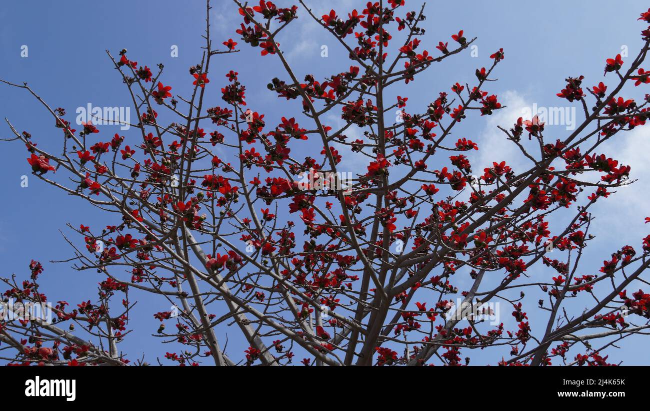 Blooms the Bombax Ceiba (Lat. - Bombax ceiba) or Cotton Tree. Flower of ...