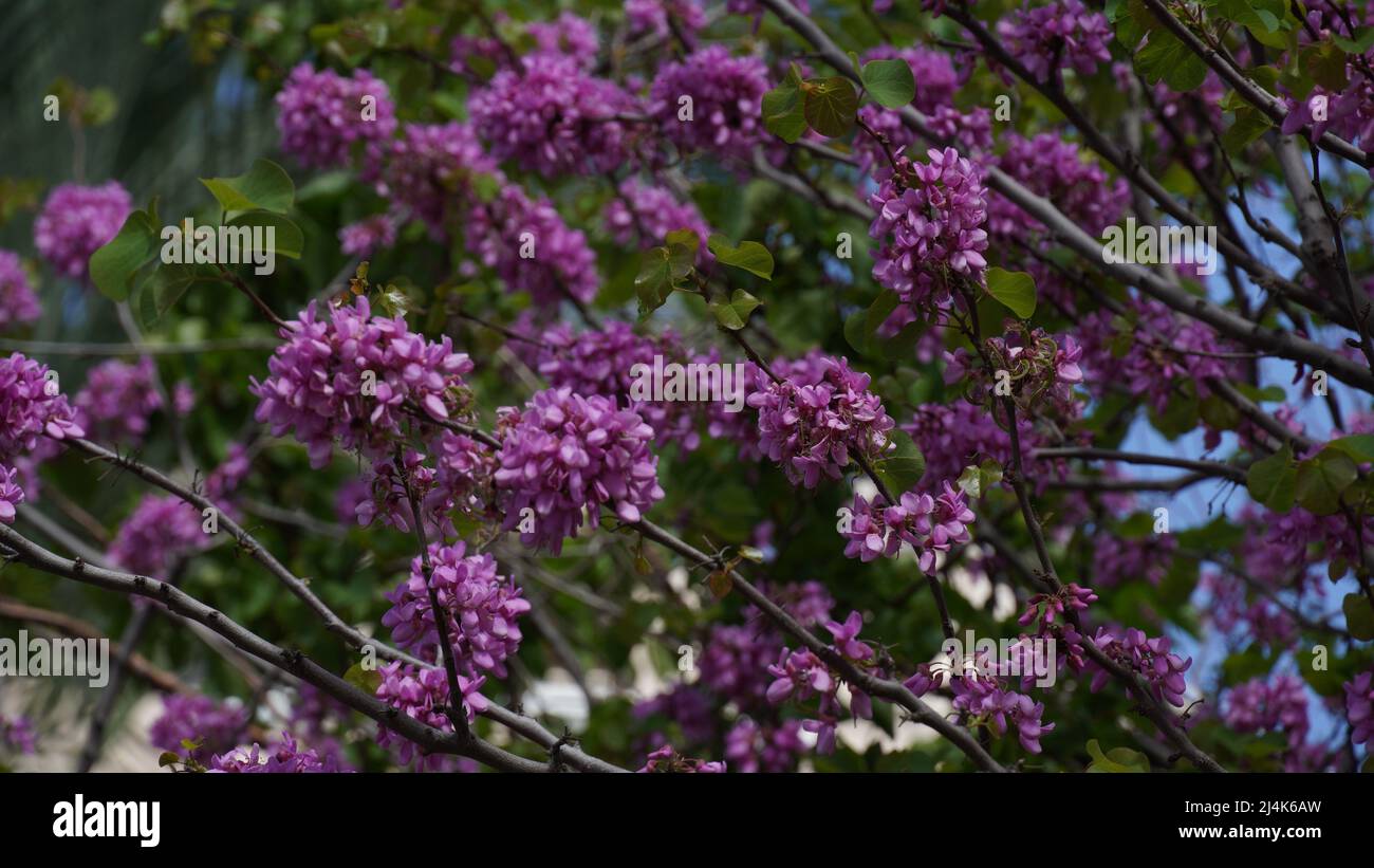 Branches with fresh pink flowers of Judas tree or Cercis siliquastrum ...