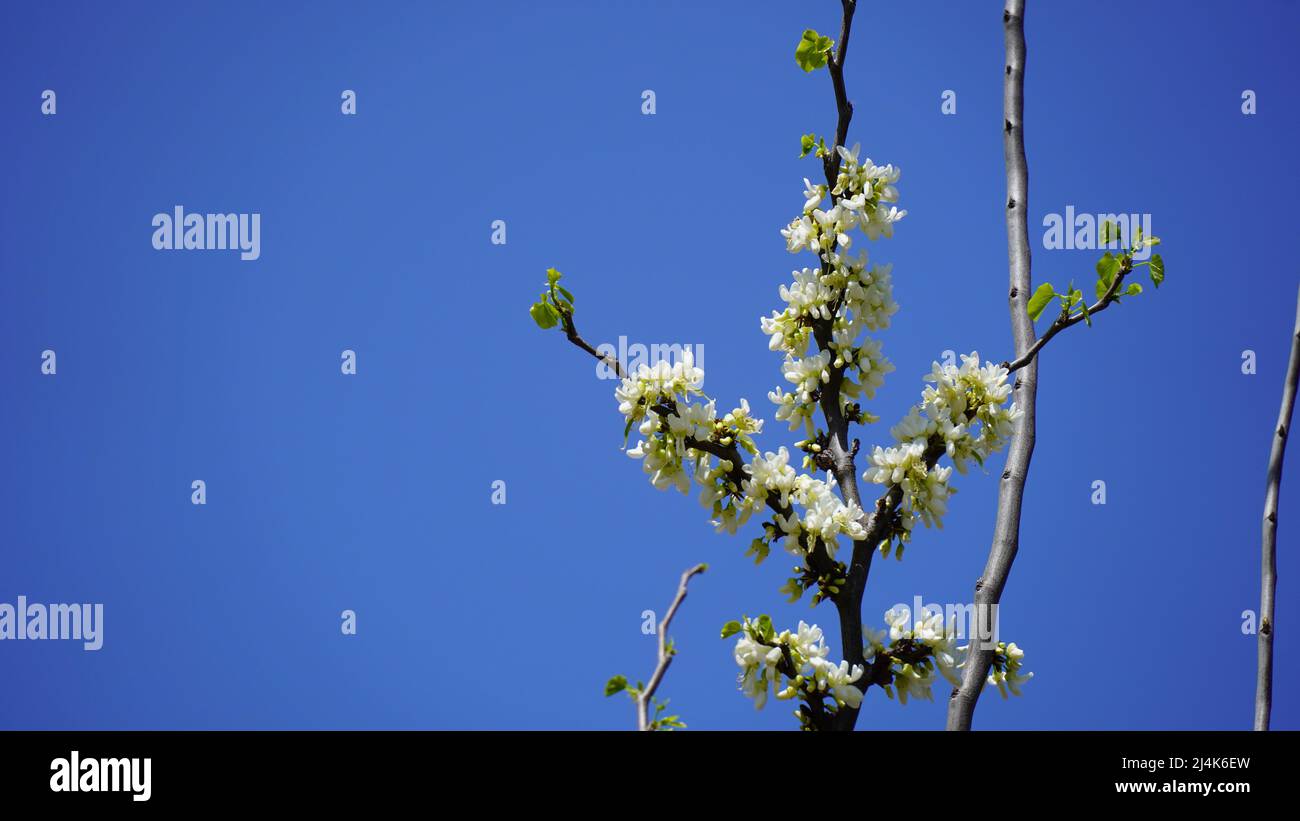 Judas tree white flower - Latin name - Cercis siliquastrum Alba Stock ...