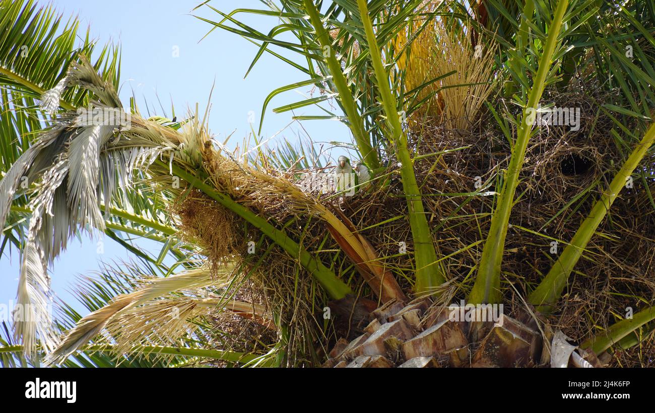 Top date palm tree phoenix hi-res stock photography and images - Alamy