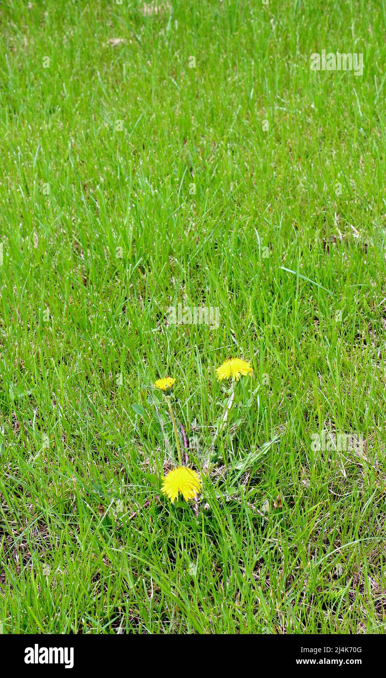 Pictureof hi-res stock photography and images - Alamy