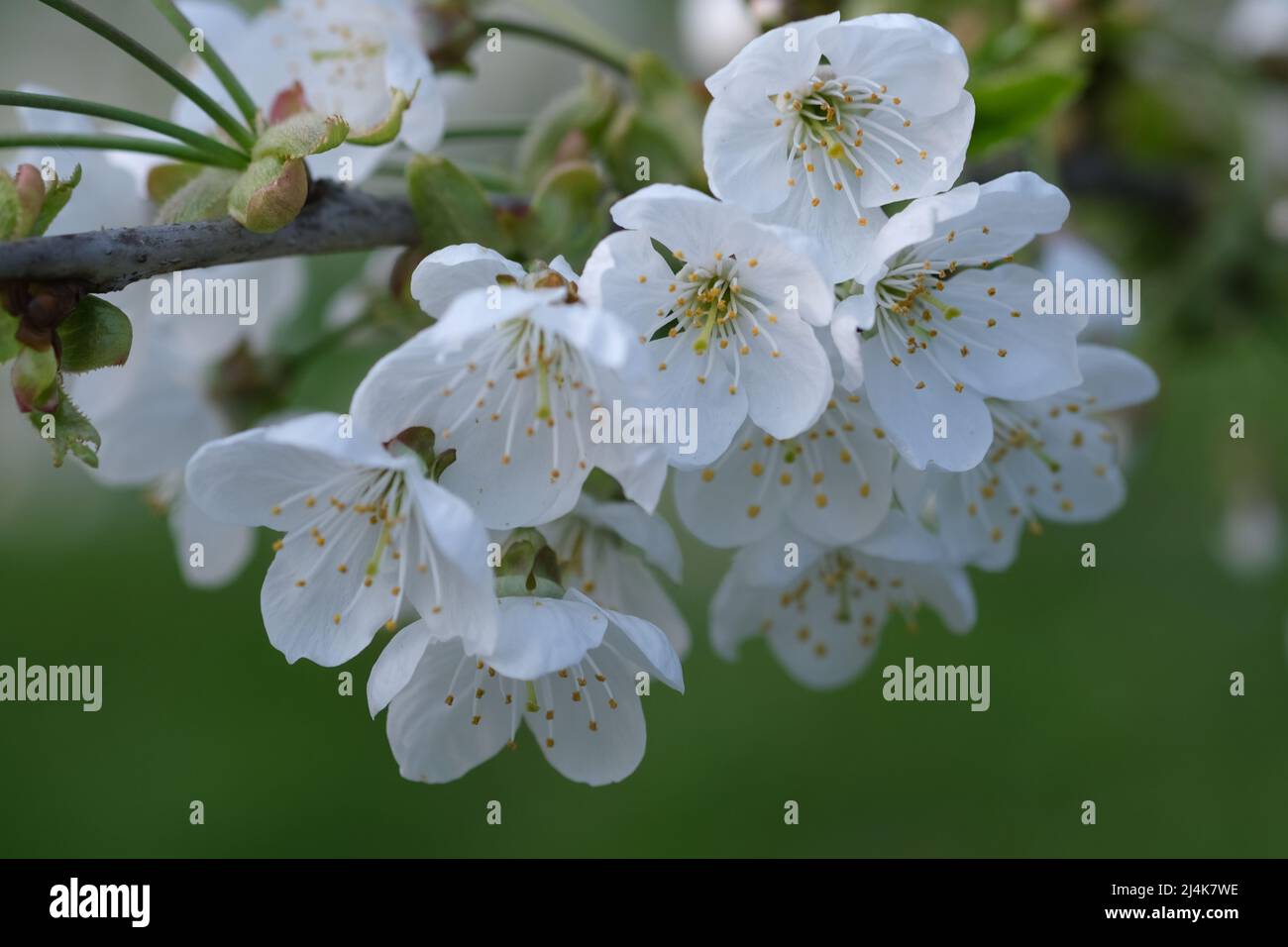 White tree blossom close up selective focus. Blurred background with ...