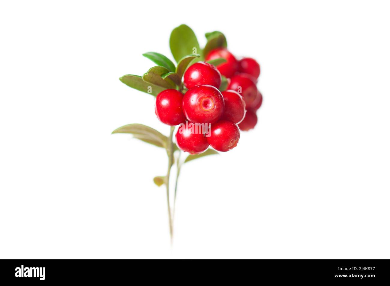 Wild cowberry (foxberry, lingonberry) with leaves isolated on white ...