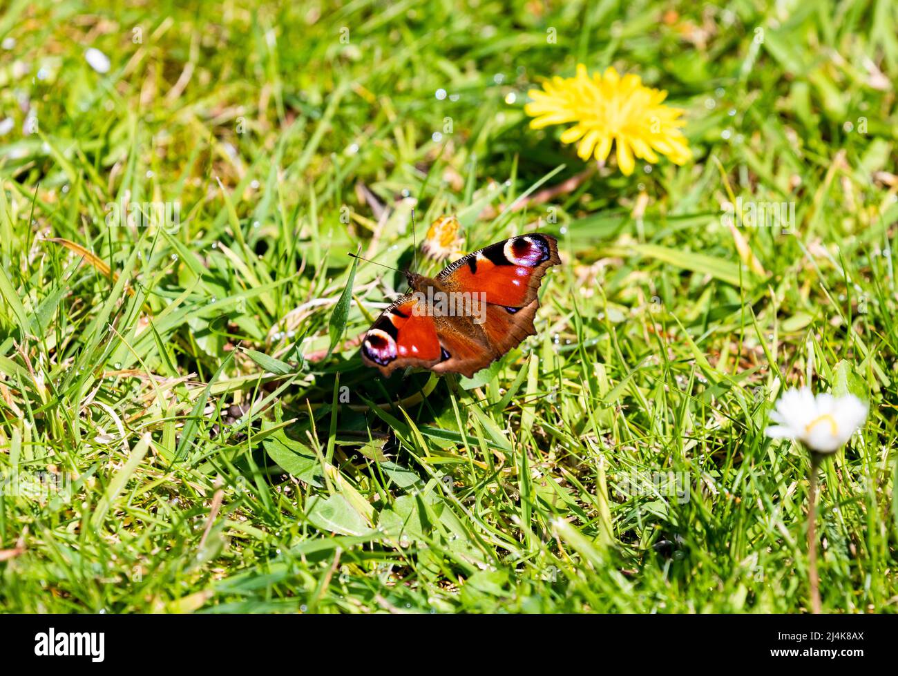 Truro, Cornwall, 16th April 2022, A pretty Peacock Butterfly visits a ...