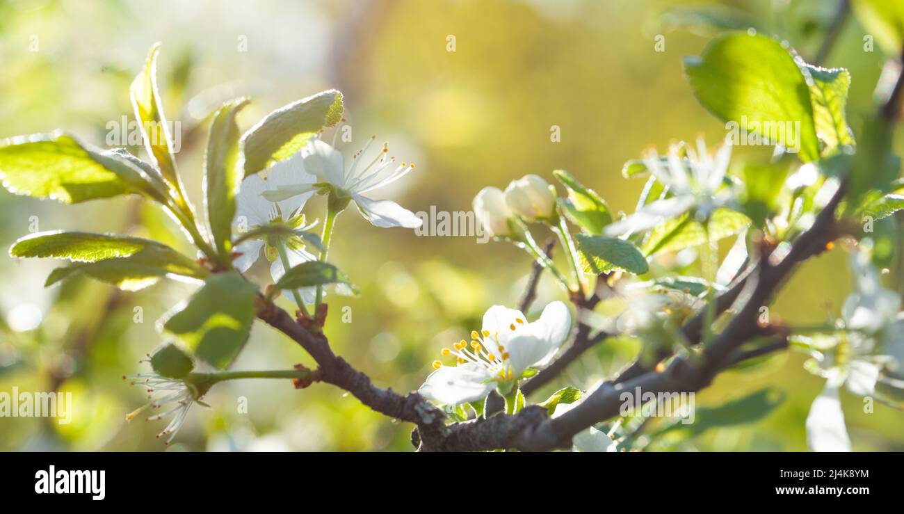 Blossoming orchard in the spring. Blossom floral background with pastel ...