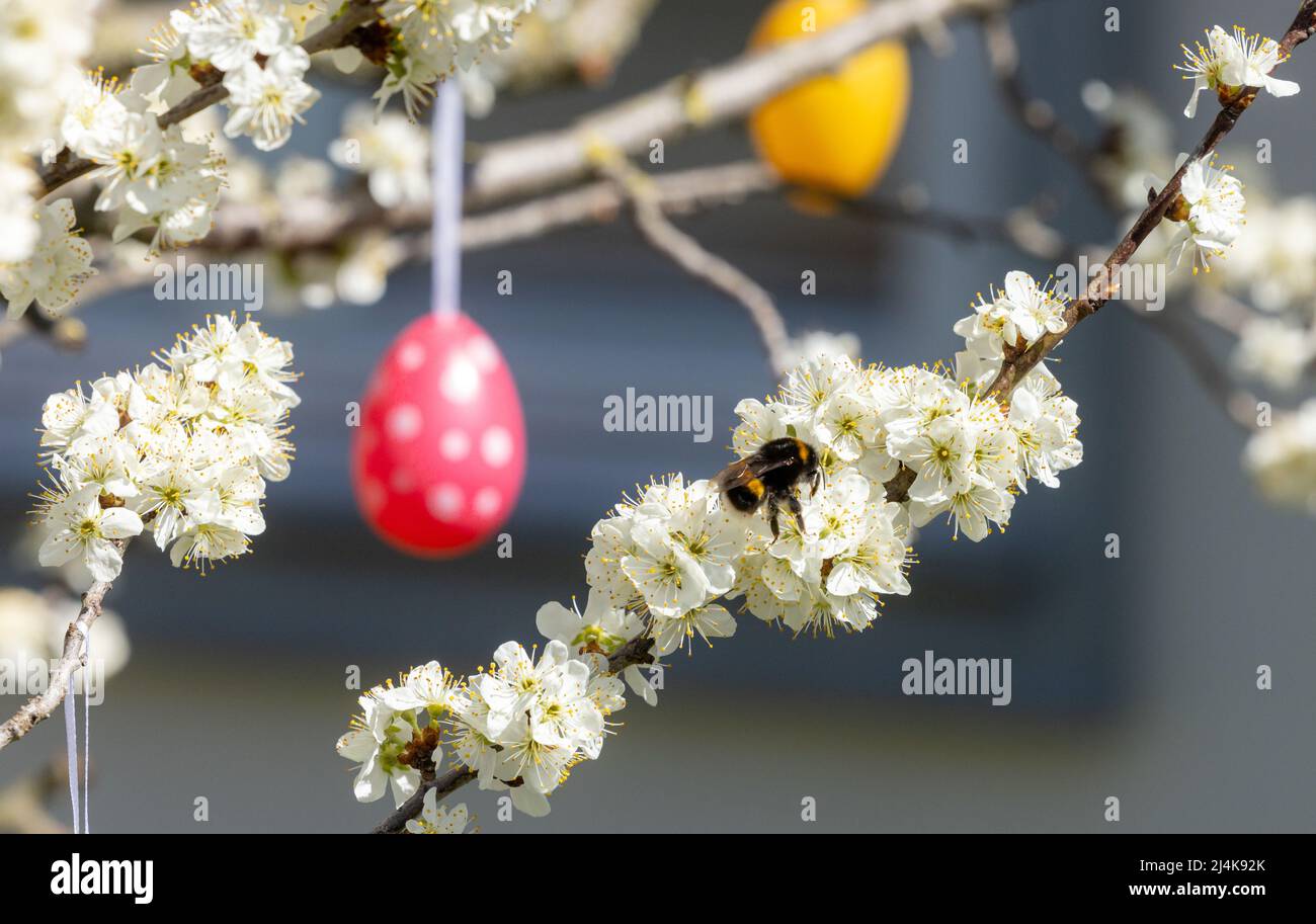 16 April 2022, Thuringia, Erfurt: A bumblebee sits on a flowering tree ...