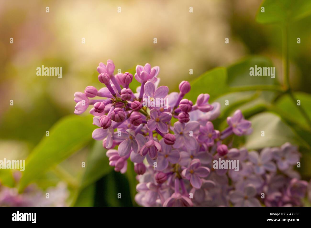 Spring background with fresh spring flowers Stock Photo - Alamy