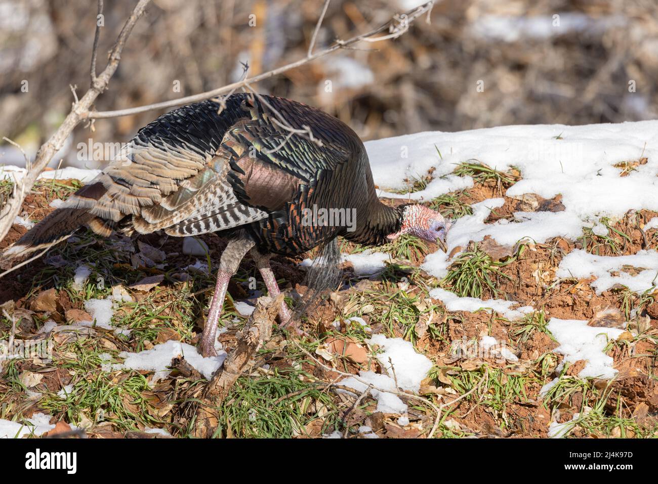 Wild Turkey in Zion Nationa lPark Utah in Winter Stock Photo - Alamy