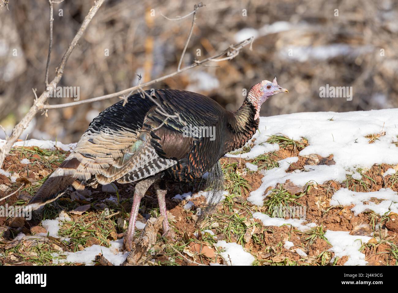 Wild Turkey in Zion Nationa lPark Utah in Winter Stock Photo - Alamy