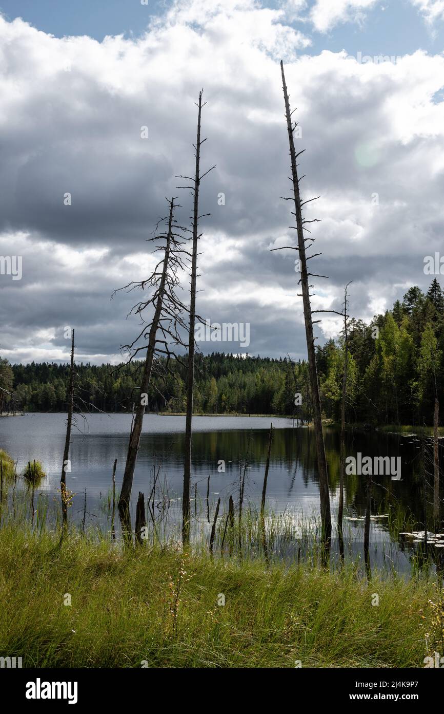 Dead trees in swamp hi-res stock photography and images - Alamy
