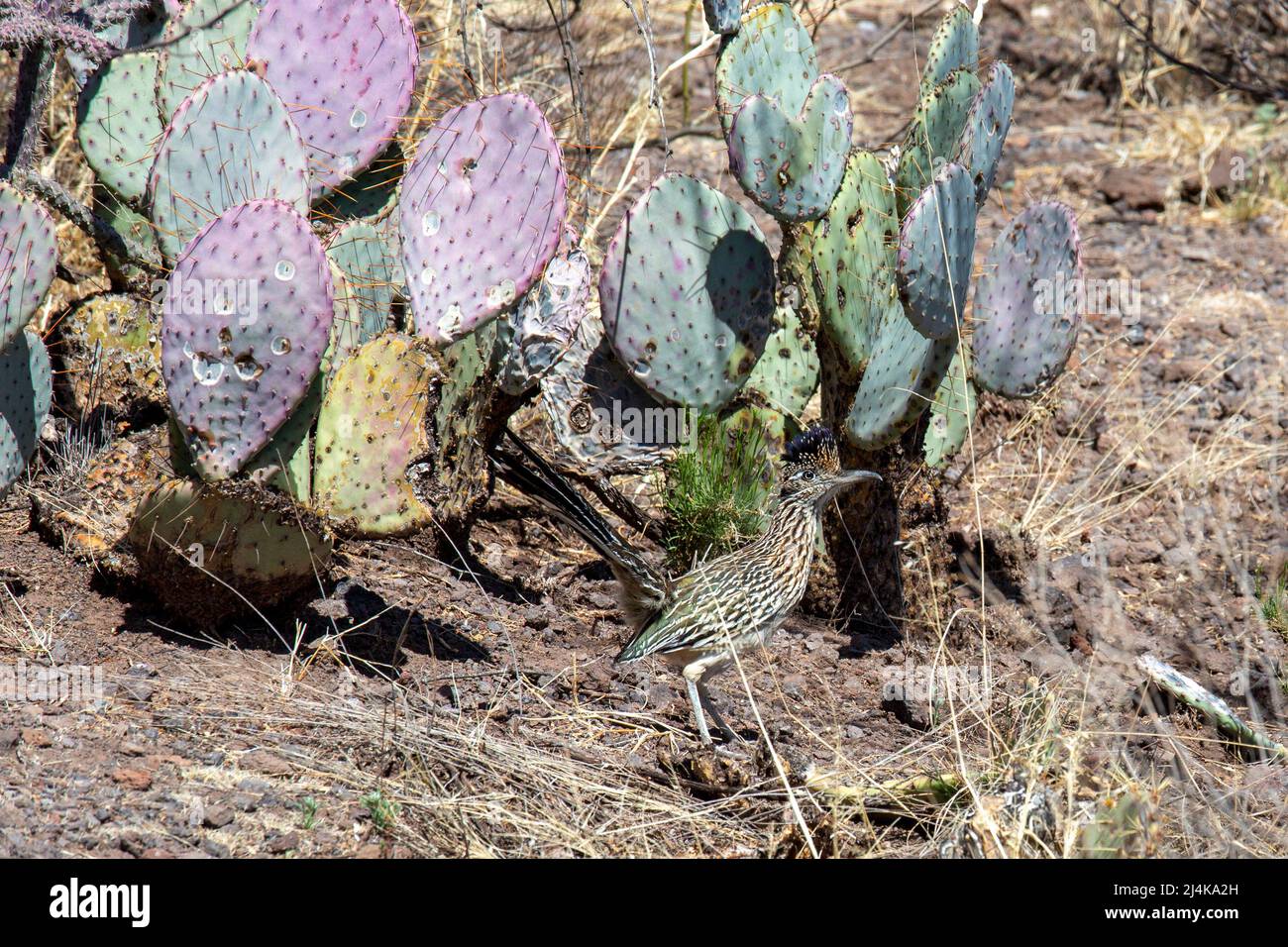 Prickly pear cactus arizona hi-res stock photography and images - Alamy