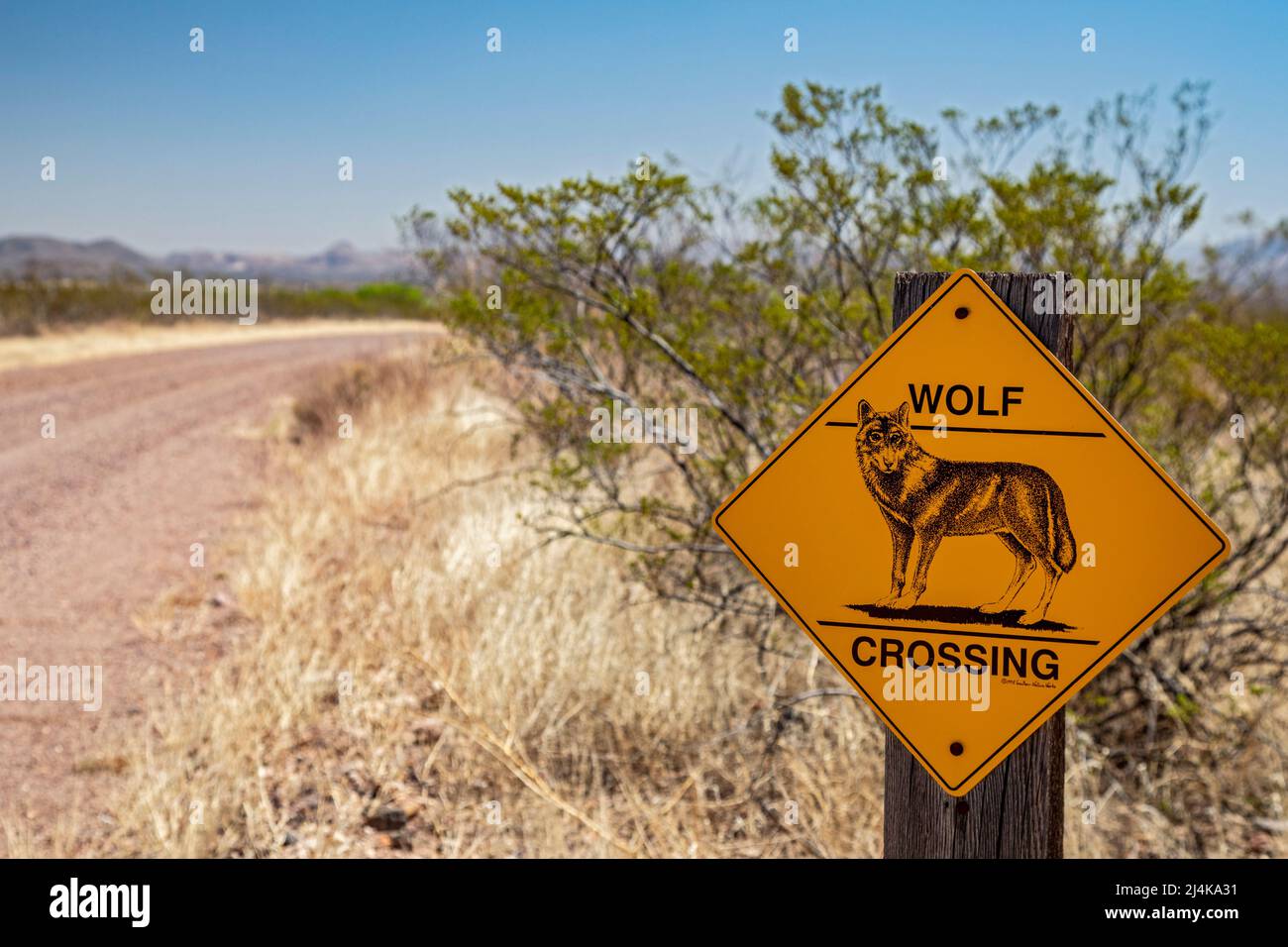 Desert species hi-res stock photography and images - Alamy