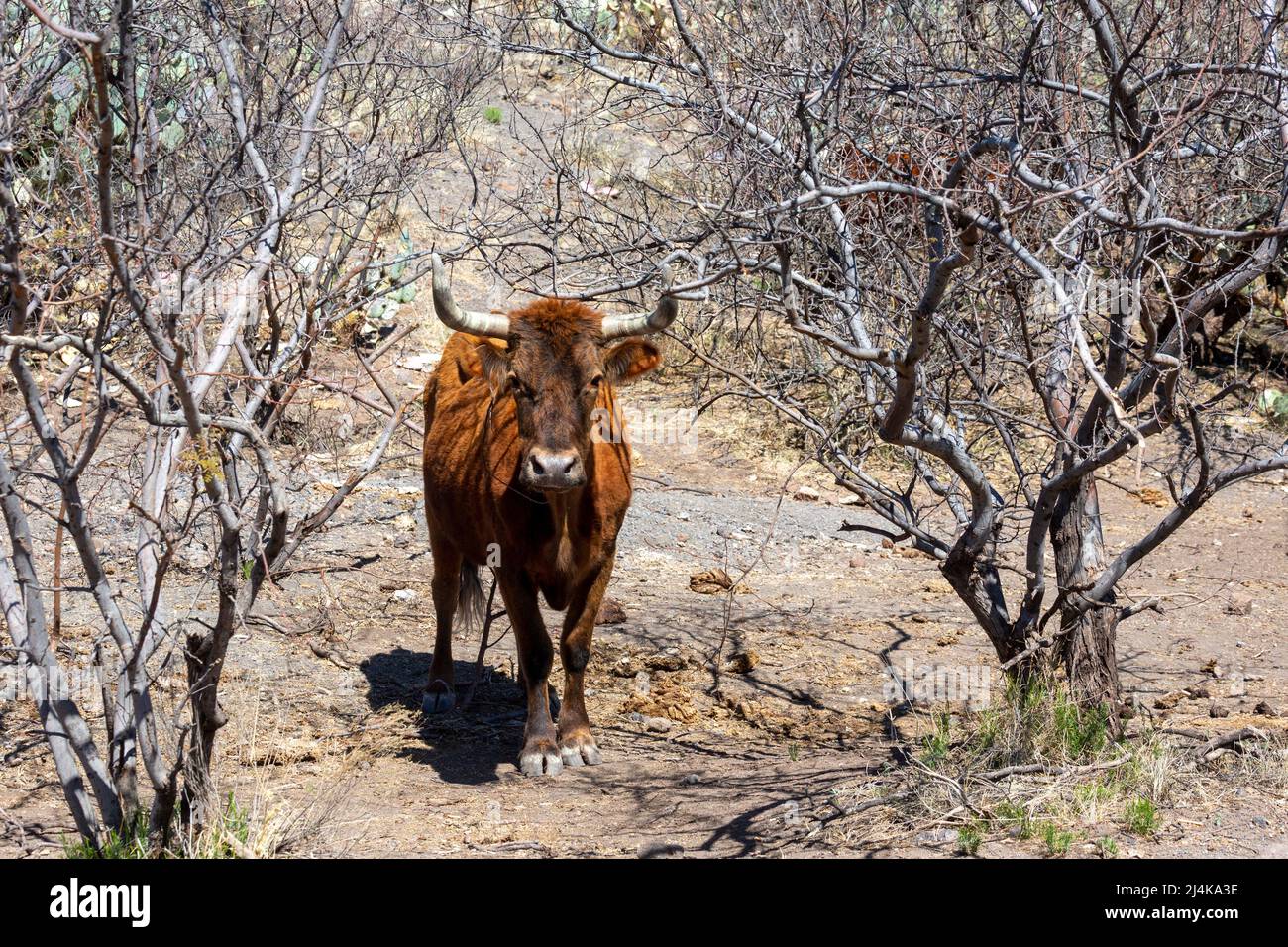 Douglas, Arizona - A cow in the brush on a ranch in the Chihuahuan ...