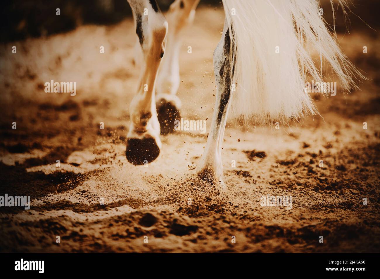 A rear view of a gray fast racehorse galloping across the arena ...