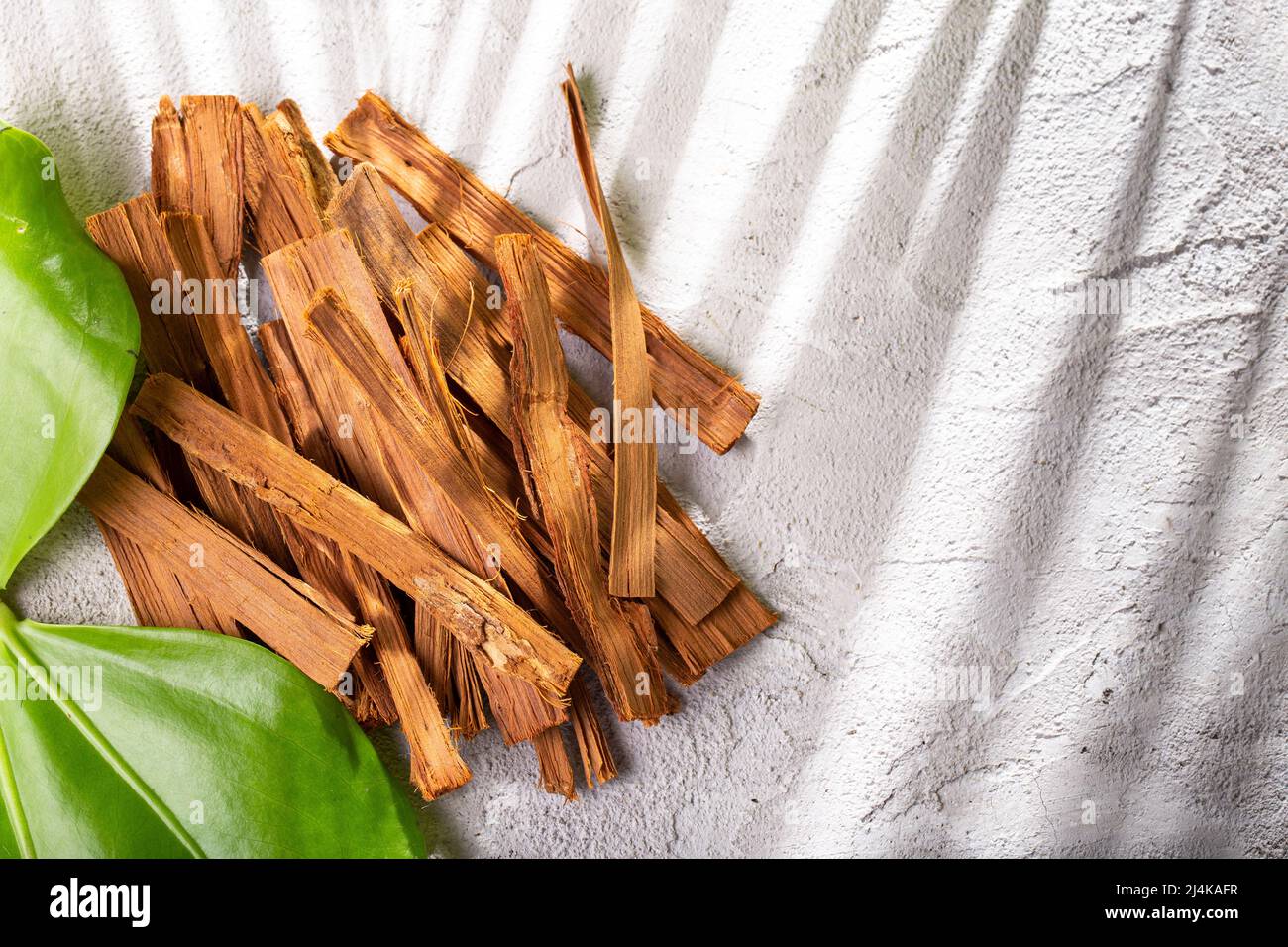 Uncaria tomentosa. Cat's claw, medicinal plant Stock Photo - Alamy