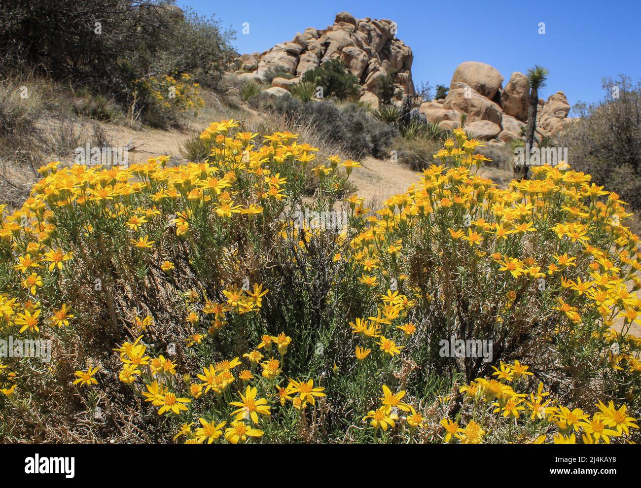 Wildflowers in joshua tree national hi-res stock photography and images ...