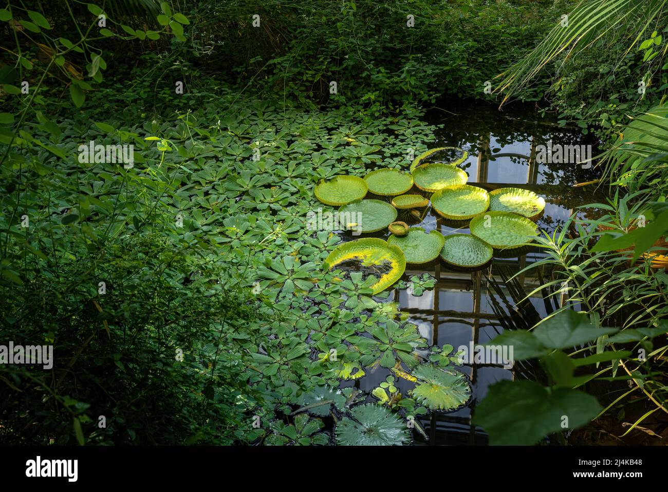 Wild peace lily plant hi-res stock photography and images - Alamy