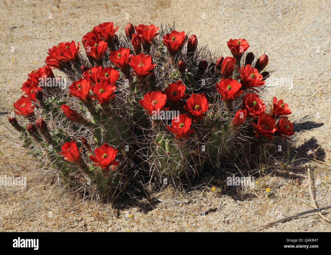 Mojave desert in the springtime hi-res stock photography and images - Alamy