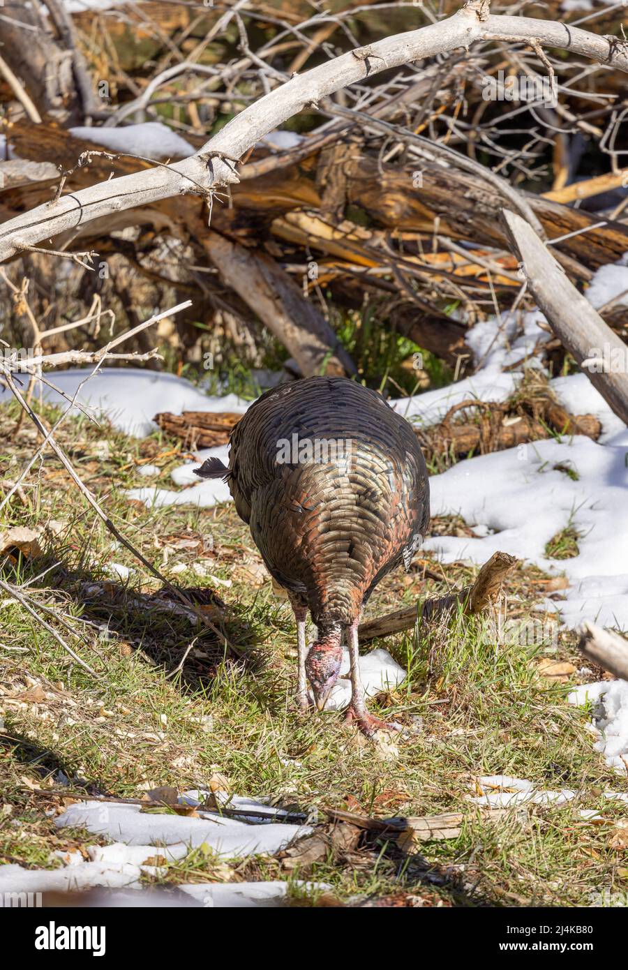 Wild Turkey in Zion Nationa lPark Utah in Winter Stock Photo - Alamy