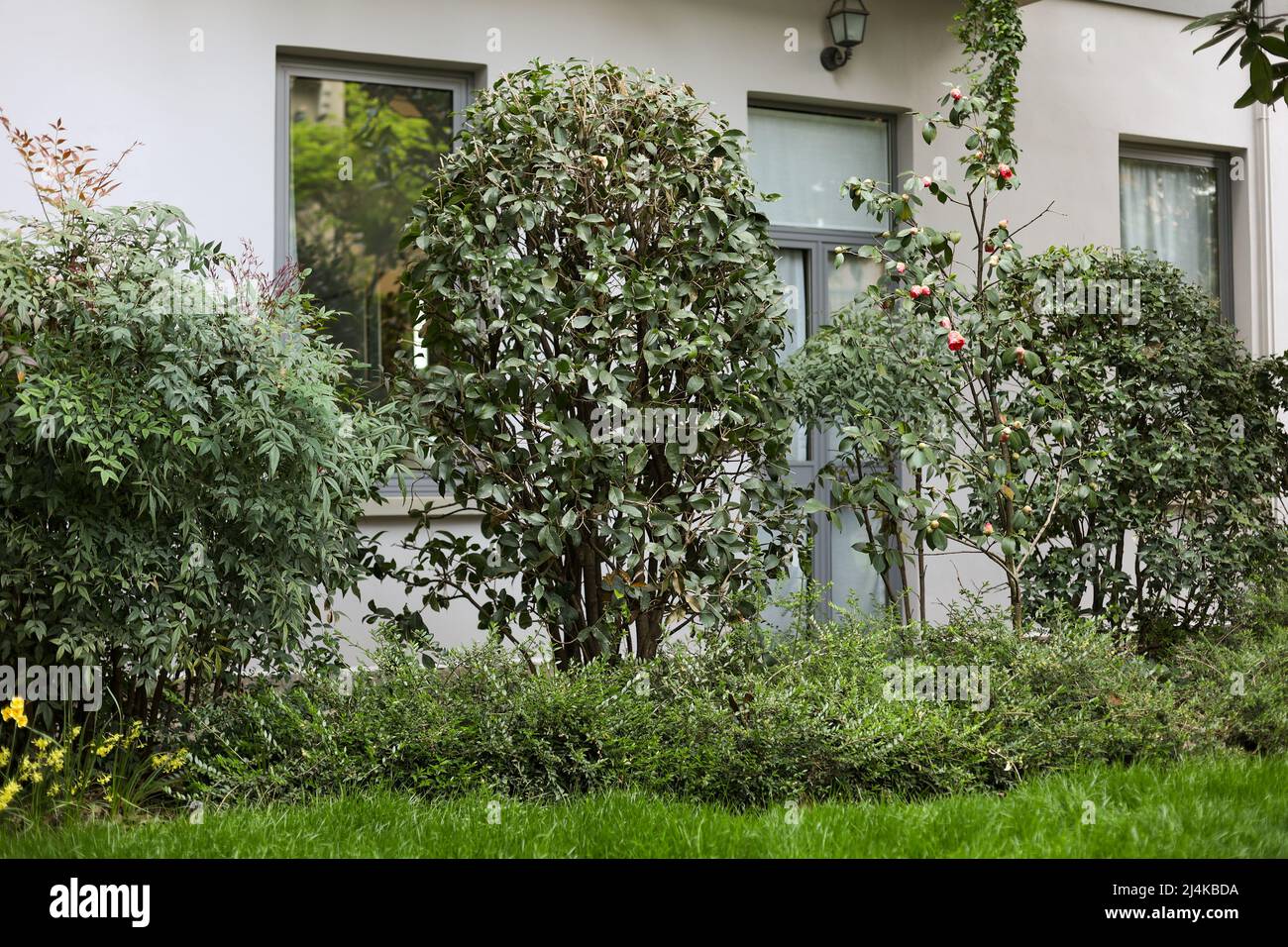 a trees and bushes near a large beautiful private house Stock Photo - Alamy