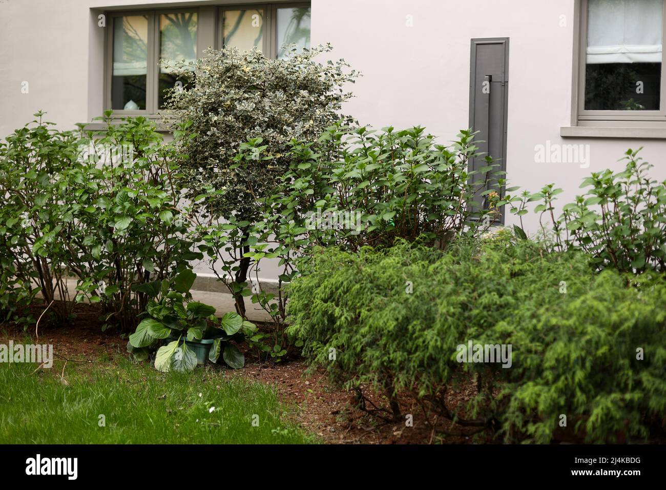 a trees and bushes near a large beautiful private house Stock Photo - Alamy