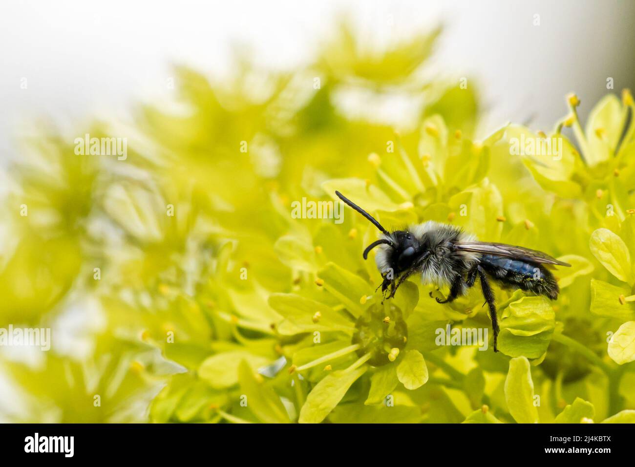 Apoidea collecting nectar on flower hi-res stock photography and images - Alamy