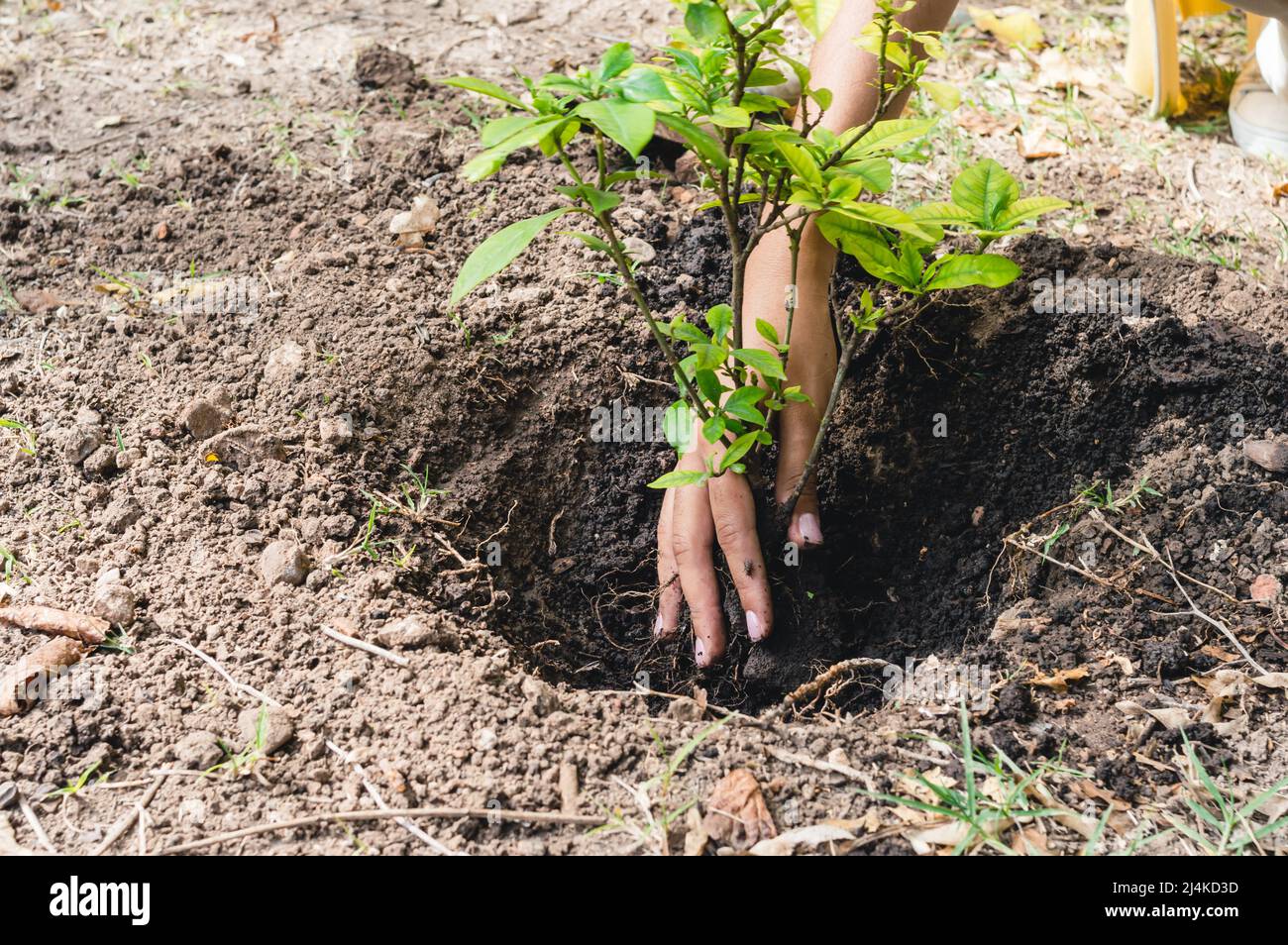 closeup brunette woman outdoors planting a tree in nature, female ...
