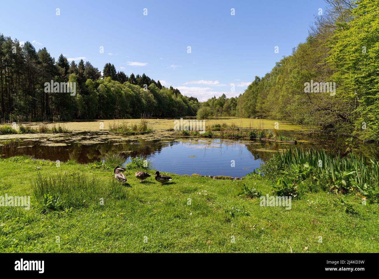 Brodie Castle, Scotland Stock Photo - Alamy