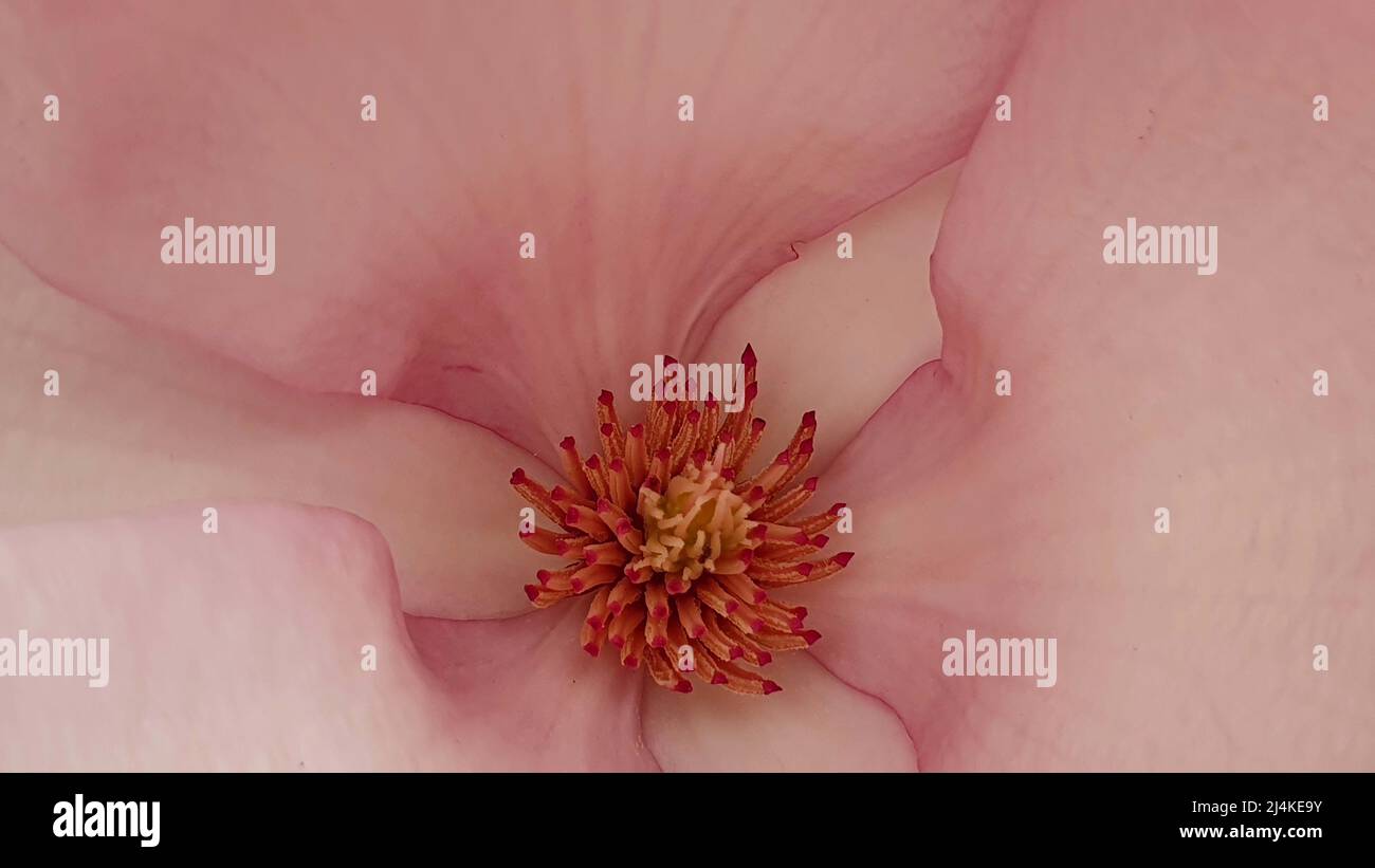 Colours and textures of flowers Stock Photo - Alamy