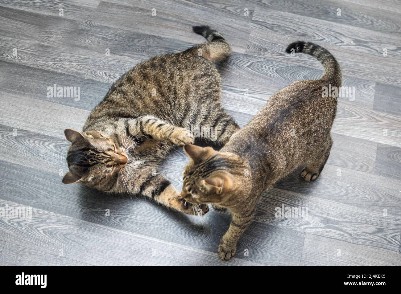 Cats Wrestling