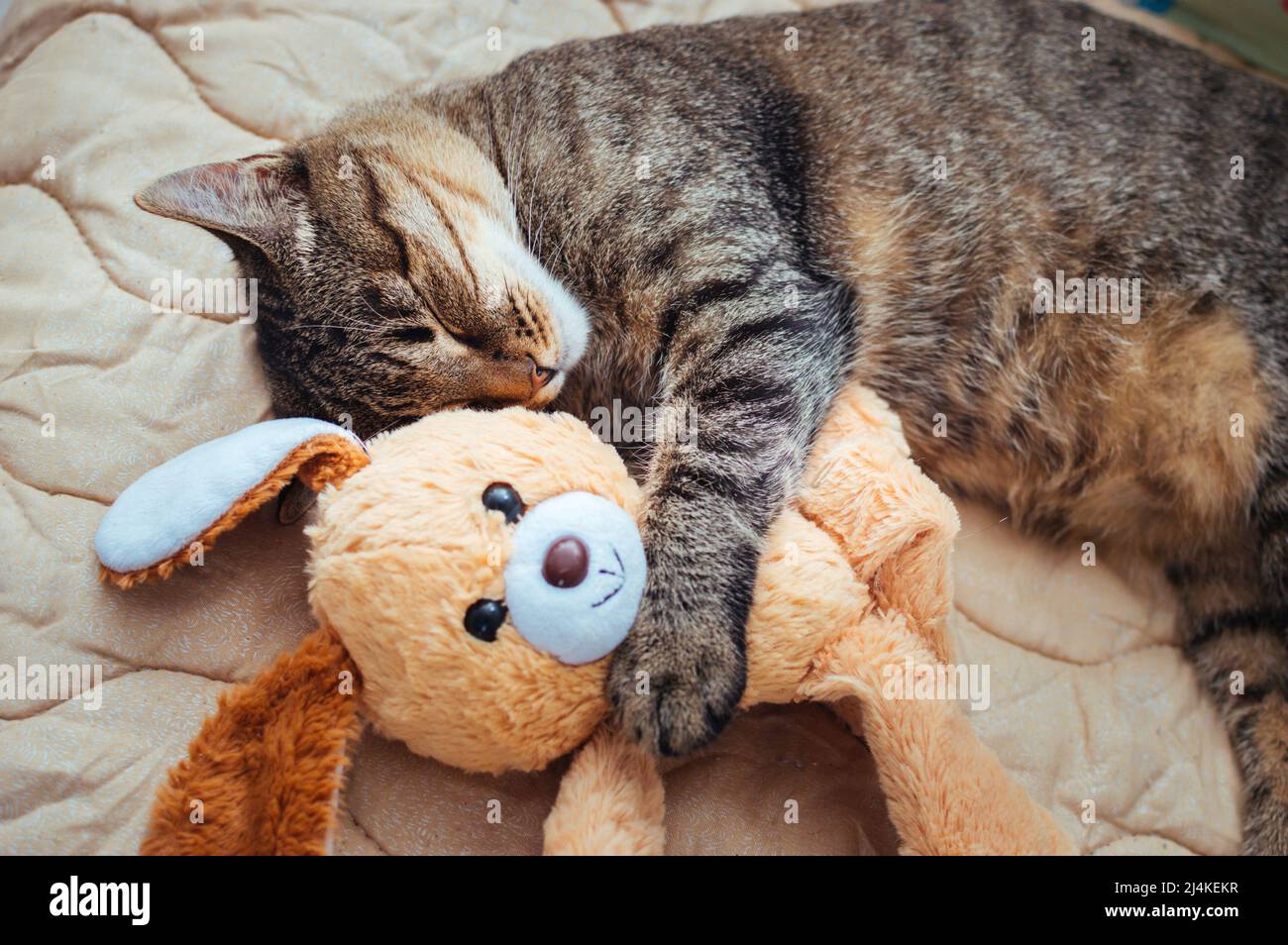 Close-up portrait of a sleeping cat on a bed hugging a toy Stock Photo ...