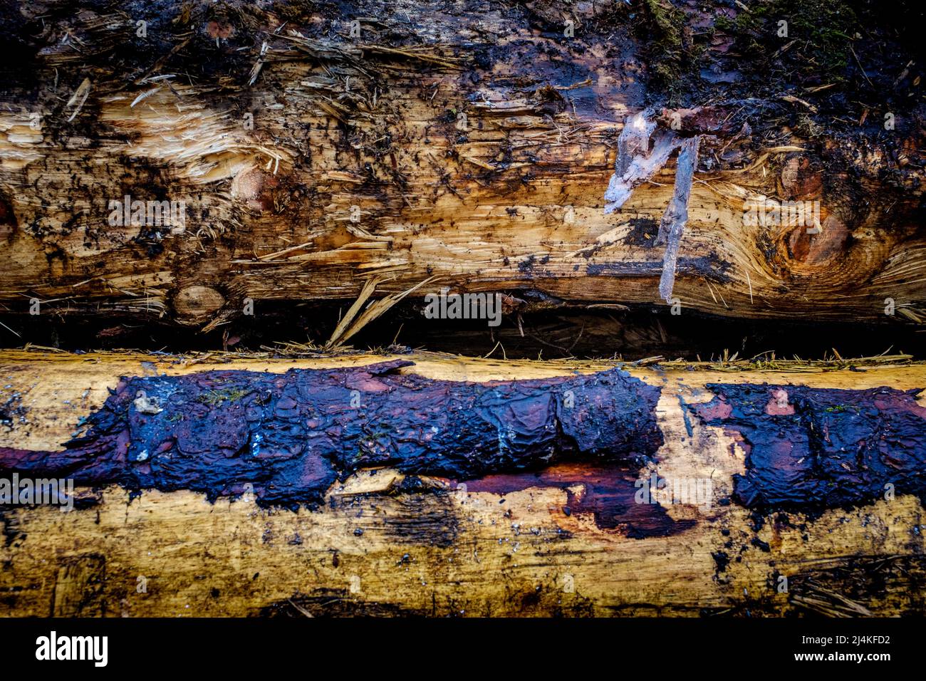 Timber wood uncut hi-res stock photography and images - Alamy