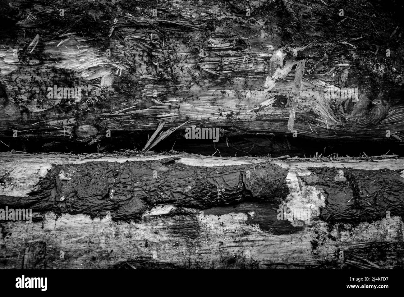 Detailed cut logs hi-res stock photography and images - Alamy