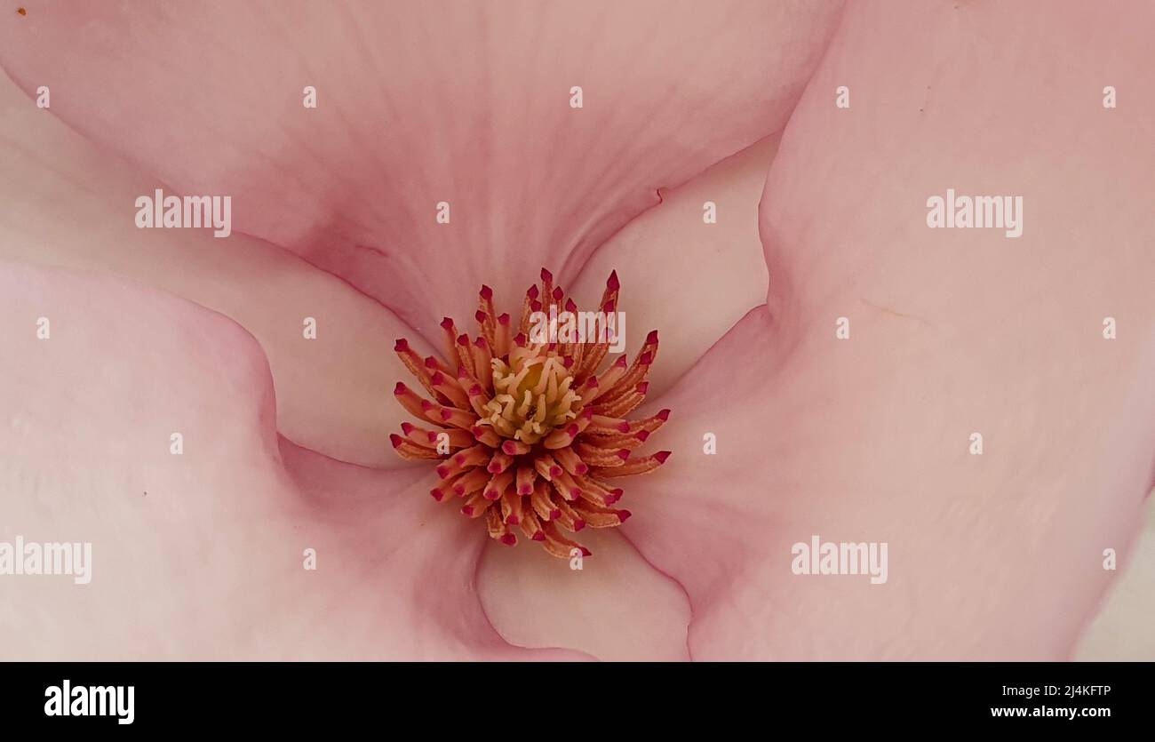 Colours and textures of flowers Stock Photo - Alamy
