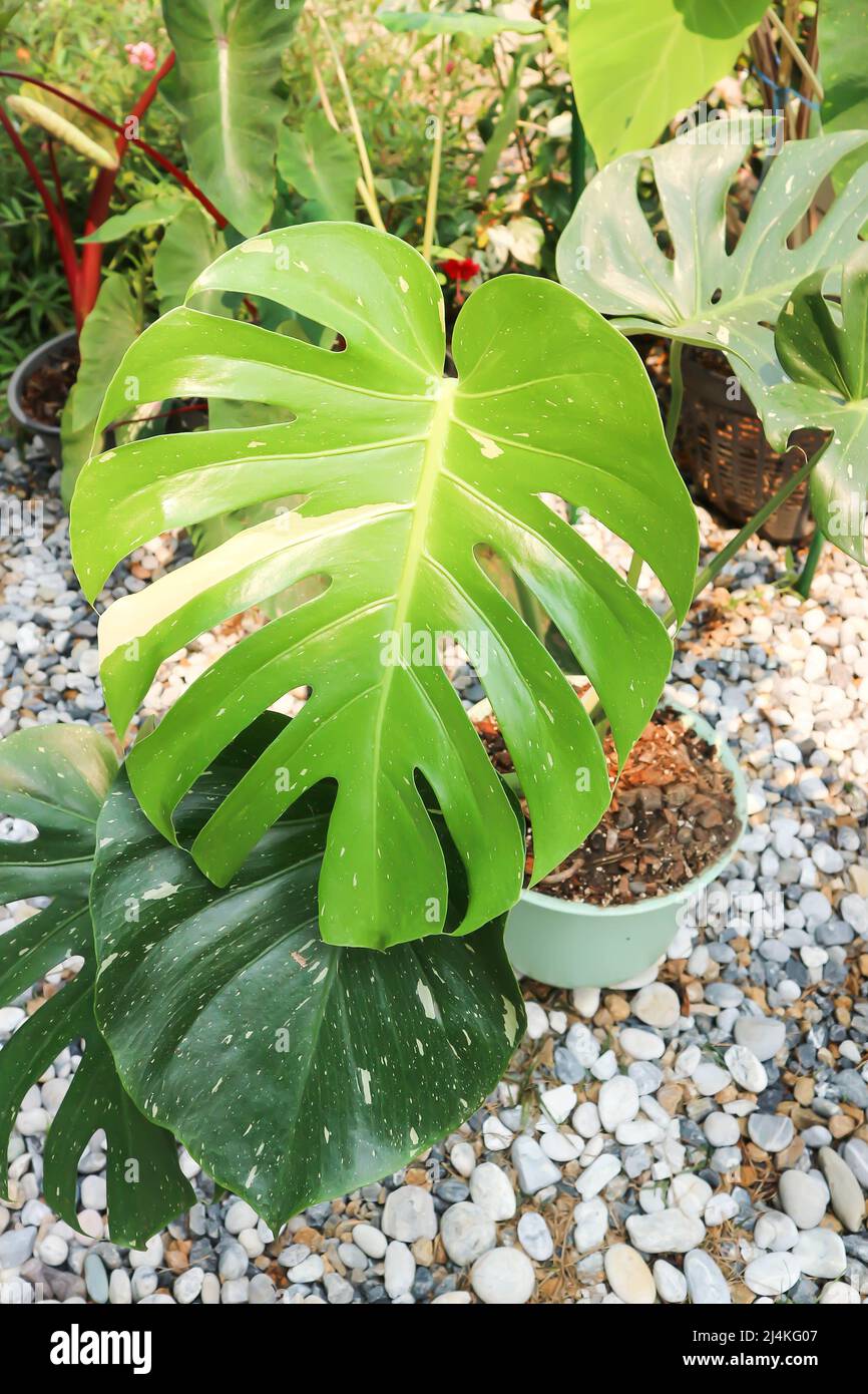 monstera thai constellation or Monstera, Hurricane plant or Swiss ...