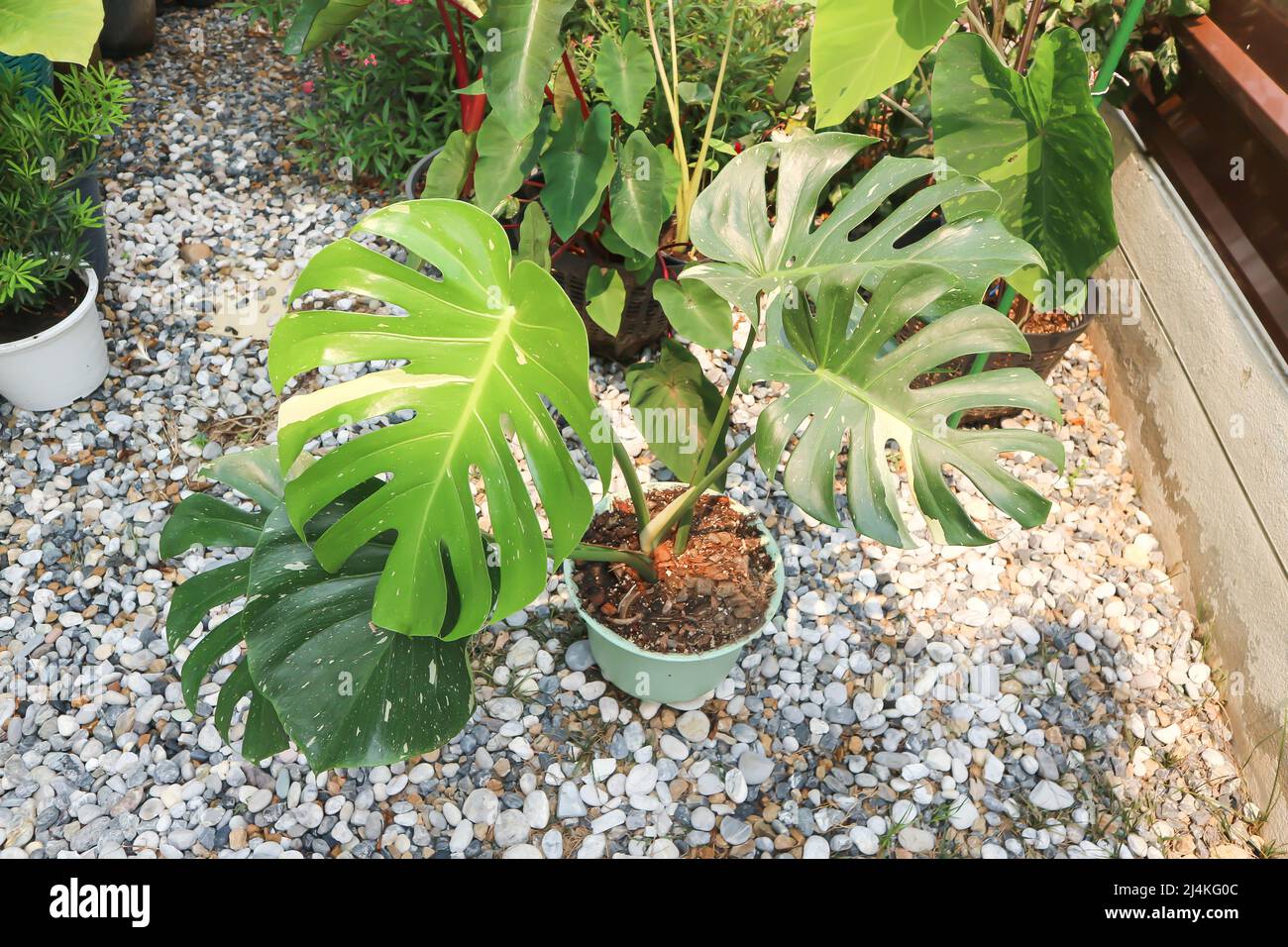 monstera thai constellation or Monstera, Hurricane plant or Swiss ...