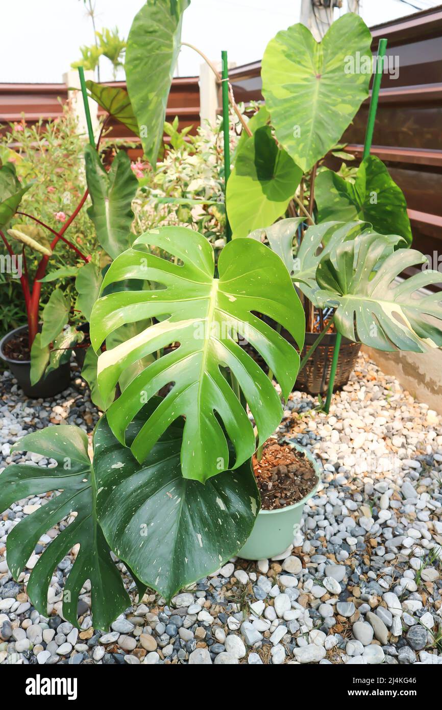 monstera thai constellation or Monstera, Hurricane plant or Swiss ...
