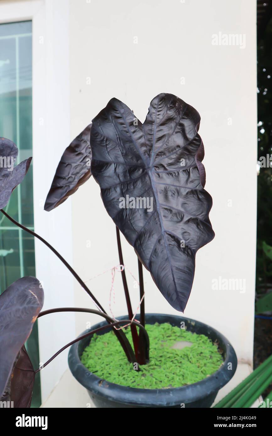 colocasia black ripple , Colocasia or black Colocasia plant and ...